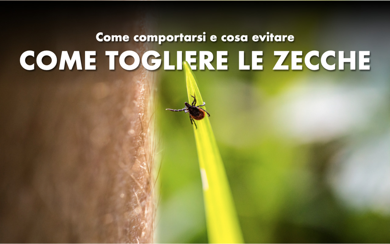 Come togliere le zecche: come comportarsi e cosa evitare