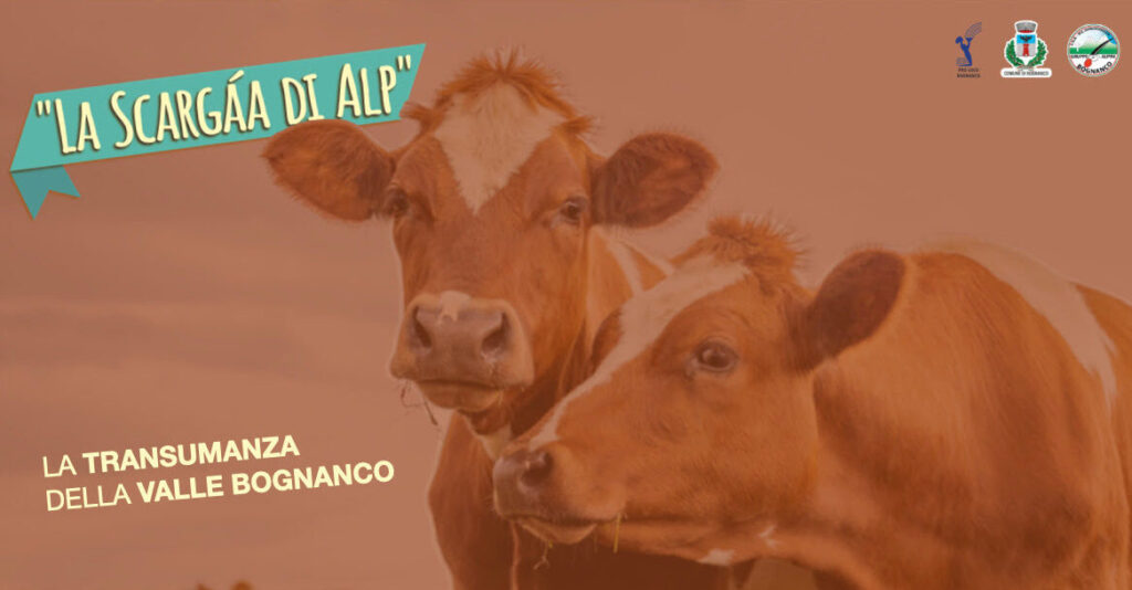 Transumanza: cos’è, tradizione, quando e come avviene