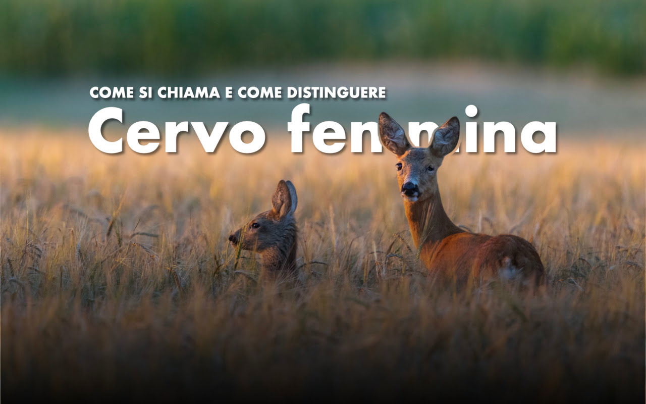 Cervo femmina: come si chiama, come distinguerlo e curiosità