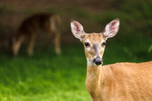 Cervo femmina: come si chiama, come distinguerlo e curiosità