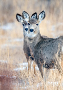 Cervo femmina: come si chiama, come distinguerlo e curiosità