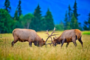 Cervo femmina: come si chiama, come distinguerlo e curiosità